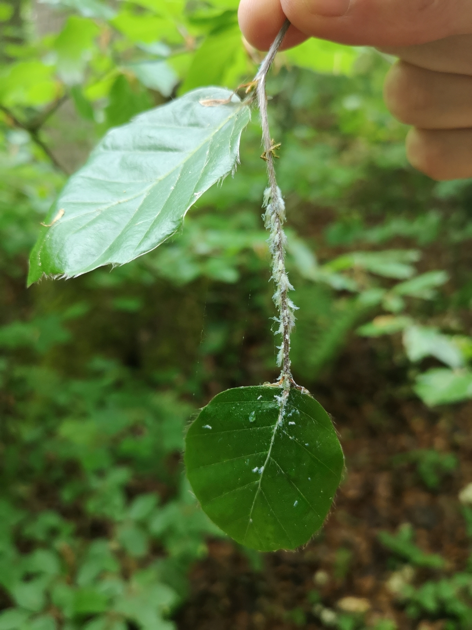 Phyllaphis fagi (Linnaeus, 1761)