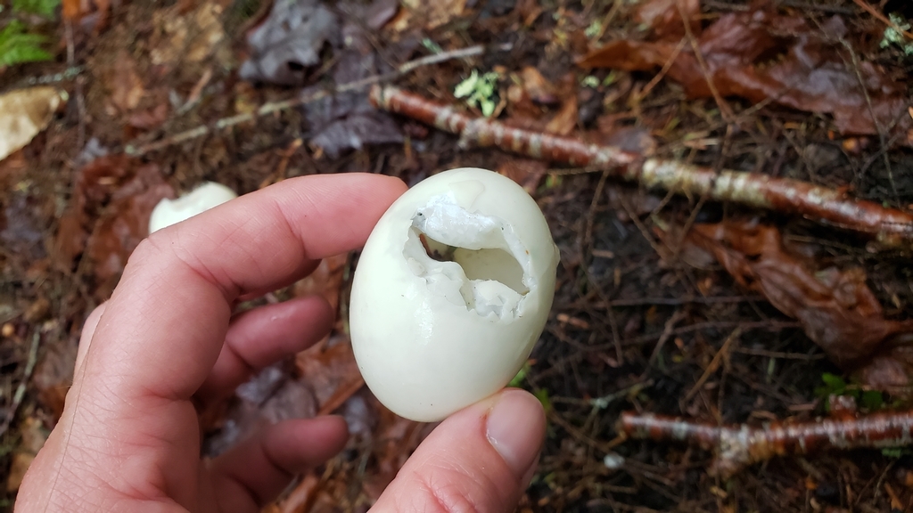 Birds from Worcester, VT 05682, USA on May 15, 2022 at 10:35 AM by ...