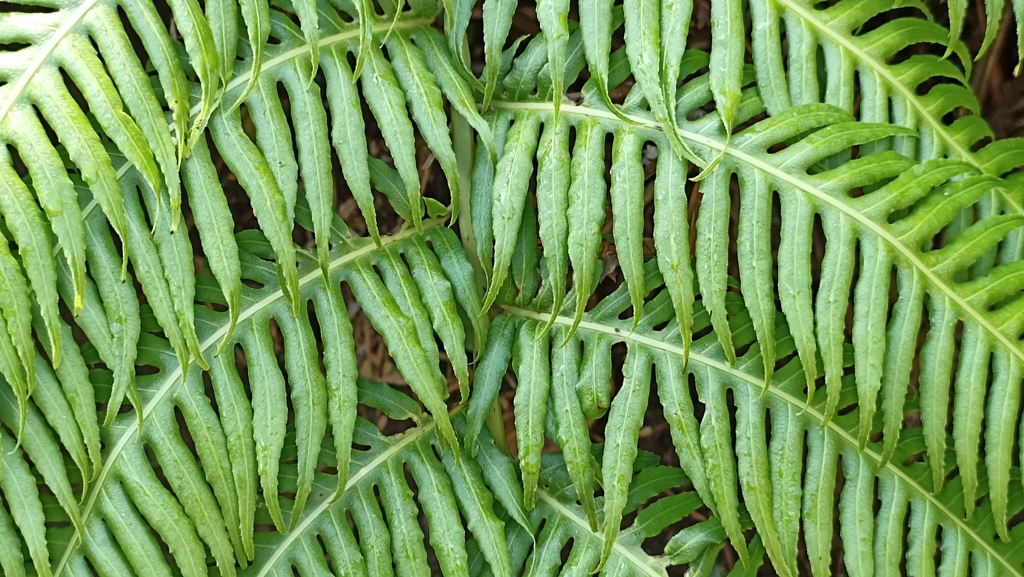 European chain fern from 9880, Portugal on May 20, 2022 at 11:02 AM by ...
