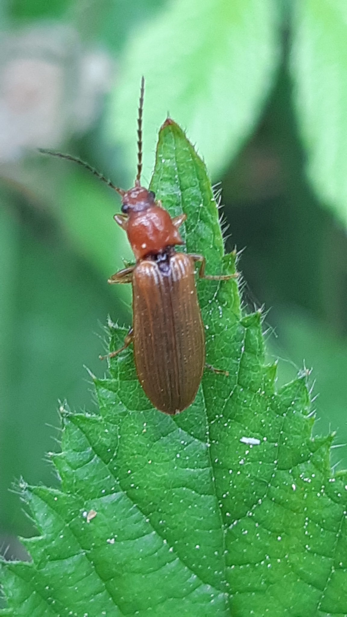 Denticollis linearis (Linnaeus, 1758)