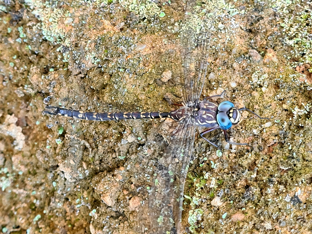 Multi-spotted Darner from Paddys River ACT 2620, Australia on May 18 ...