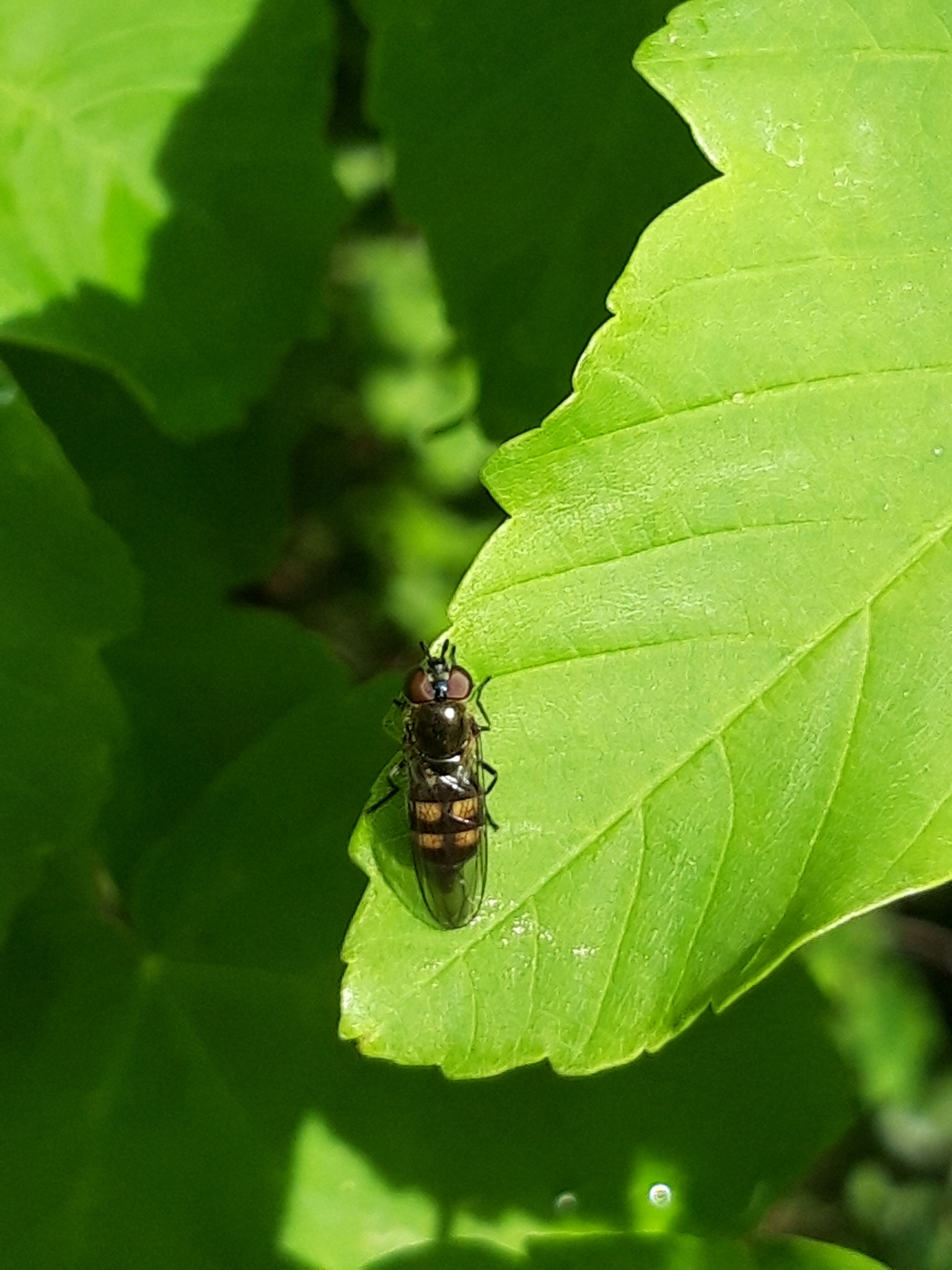 Xanthandrus comtus (Harris, 1780)