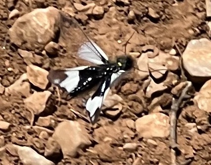 Libelloides lacteus (Brullé, 1832)