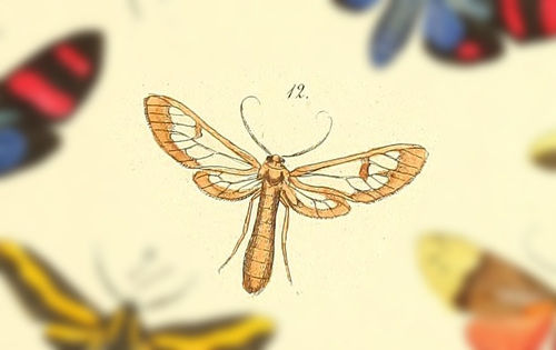 Caeneressa marcescens · iNaturalist