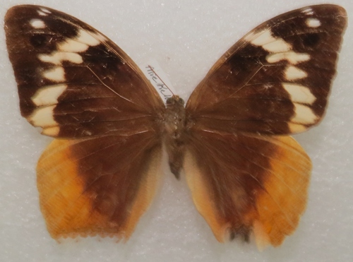 Mayan Owl-Butterfly (Mielkella singularis)