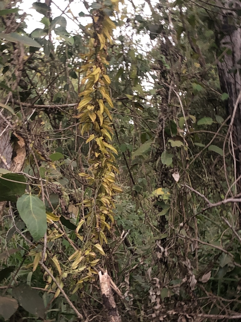 Common Yam Vine from Kerr Point Dr, Mission River, QLD, AU on May 20, 2022 at 06:22 PM by Cemone ...