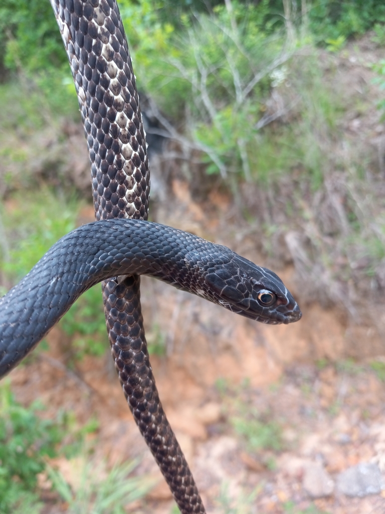 Eastern Coachwhip from Jefferson on May 20, 2022 at 09:54 AM by Ellis ...