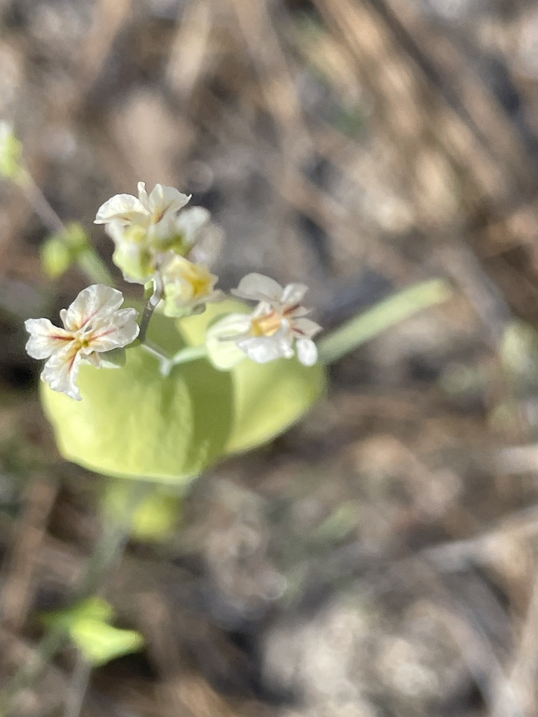 Varied-leaved Jewelflower from Somerset, CA, US on May 20, 2022 at 08: ...
