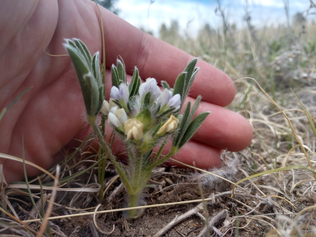 breadroot scurf pea from Aurora, CO 80016, USA on May 19, 2022 at 01:53 ...