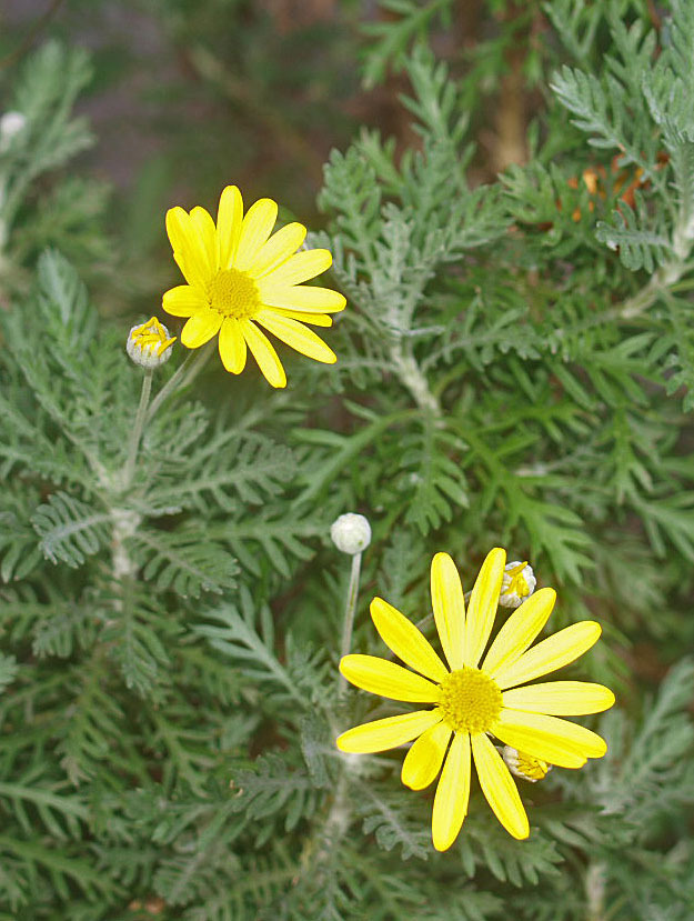 grey-leaved euryops (Common ornamental plants of UCLA campus) · iNaturalist