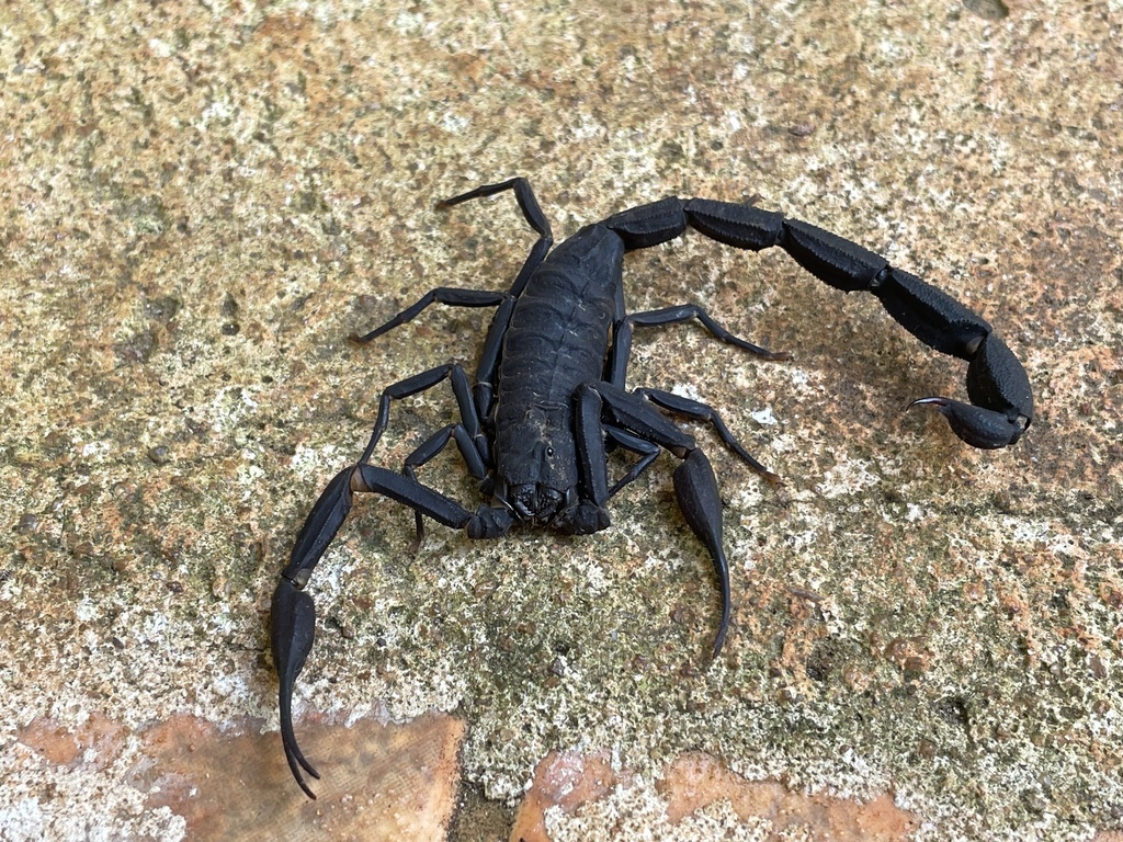 Tityus obscurus from Parauapebas, PA, BR on May 18, 2022 at 02:19 PM by ...