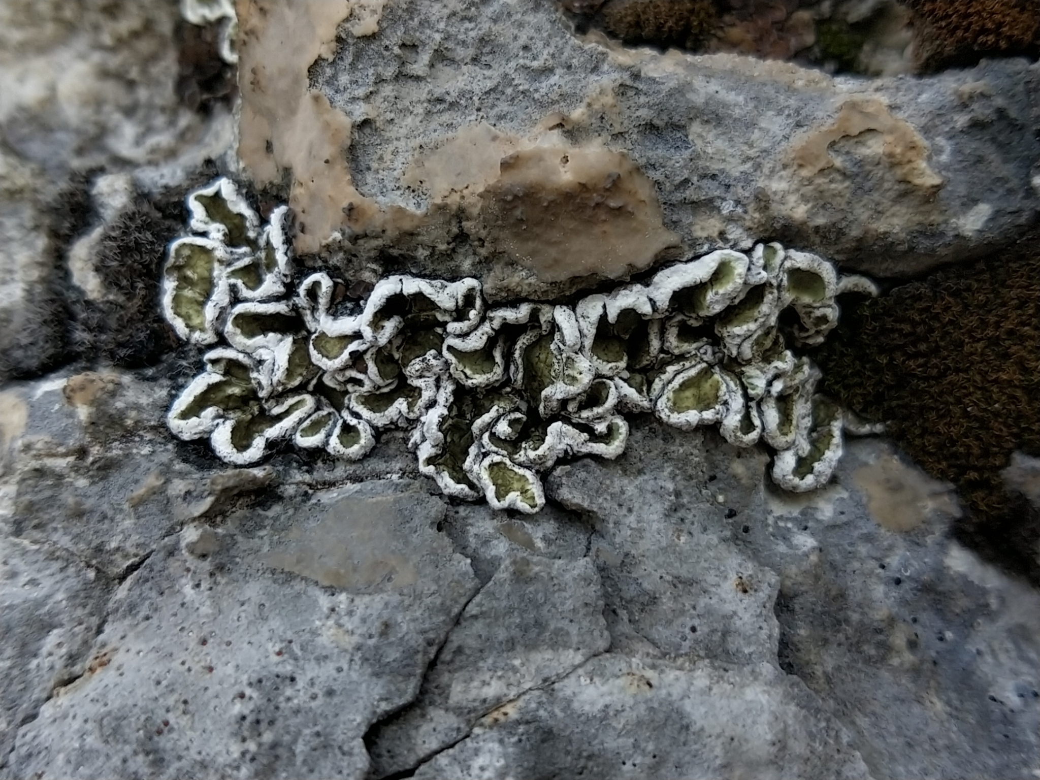 Squamarina gypsacea (Sm.) Poelt