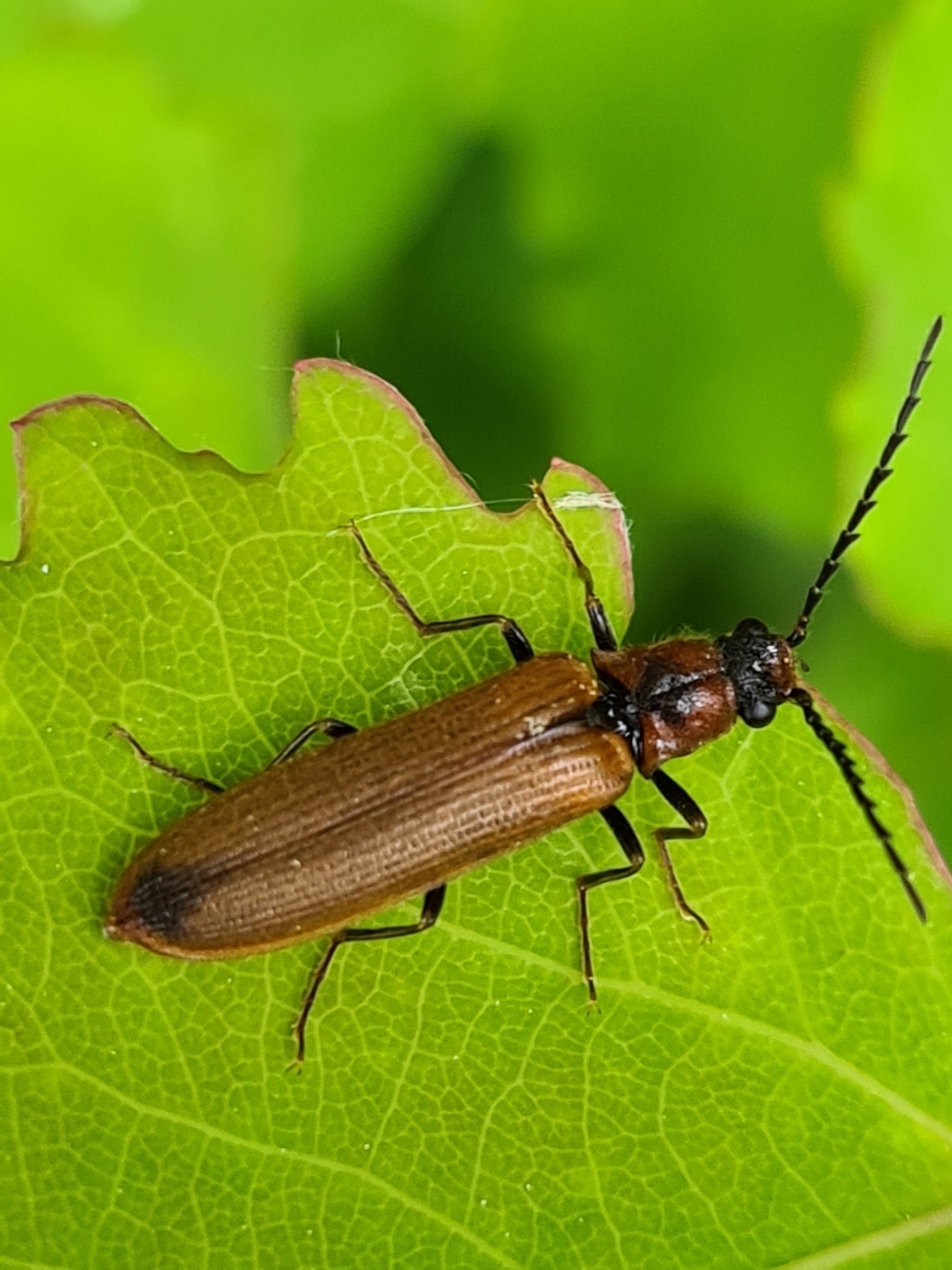 Denticollis linearis (Linnaeus, 1758)