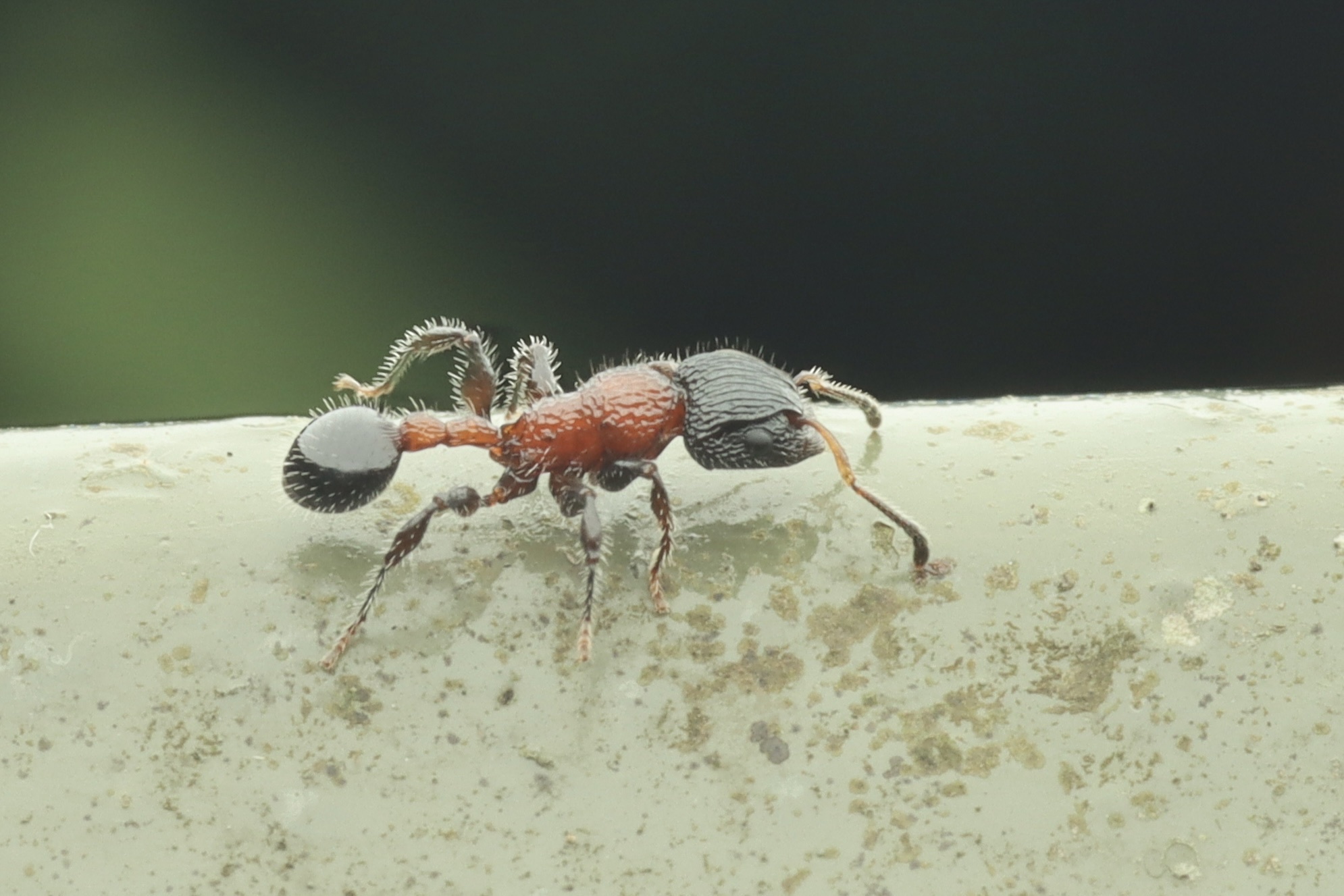 Dilobocondyla Santschi, 1910