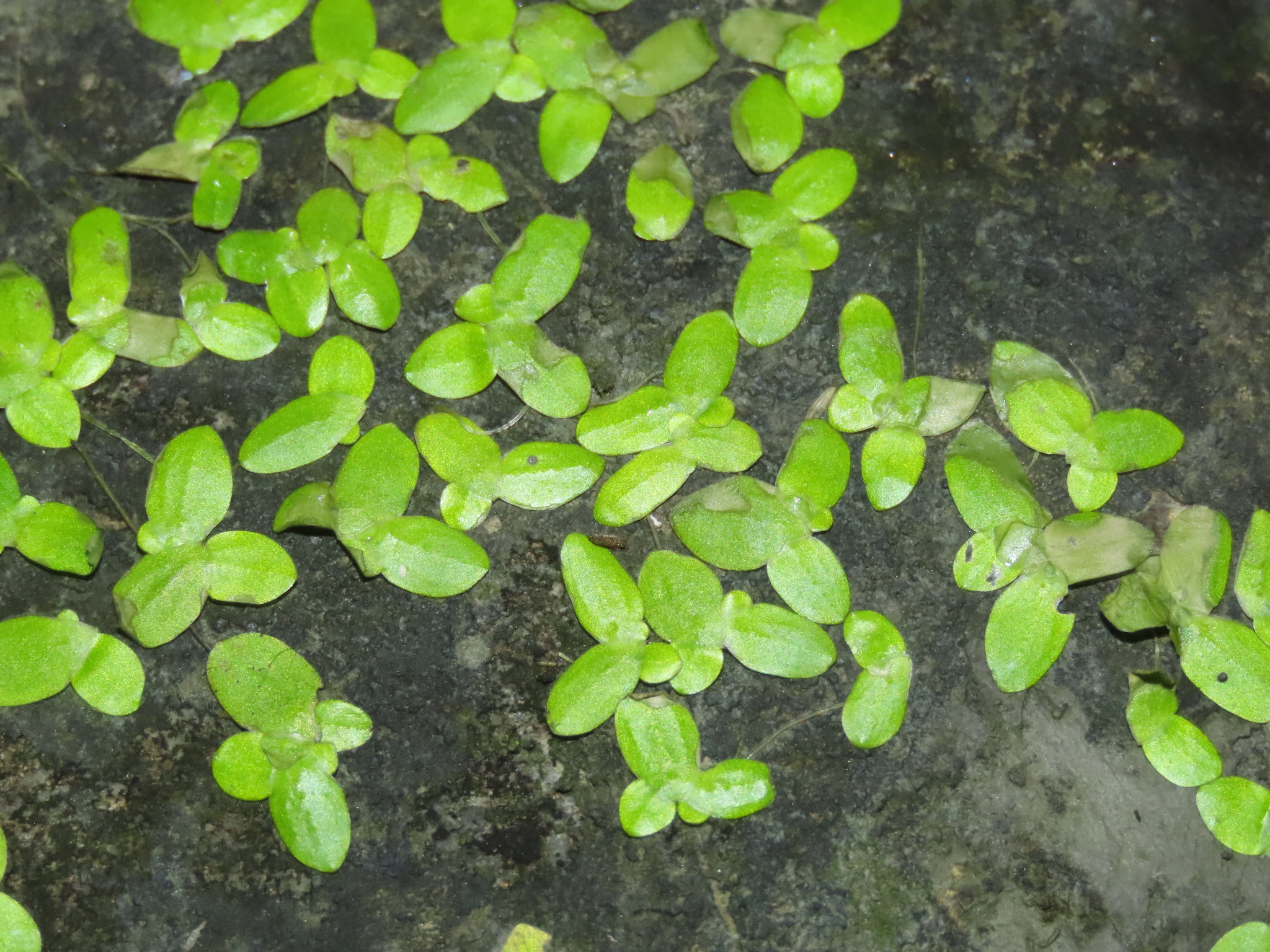 Lemna aequinoctialis Welw.