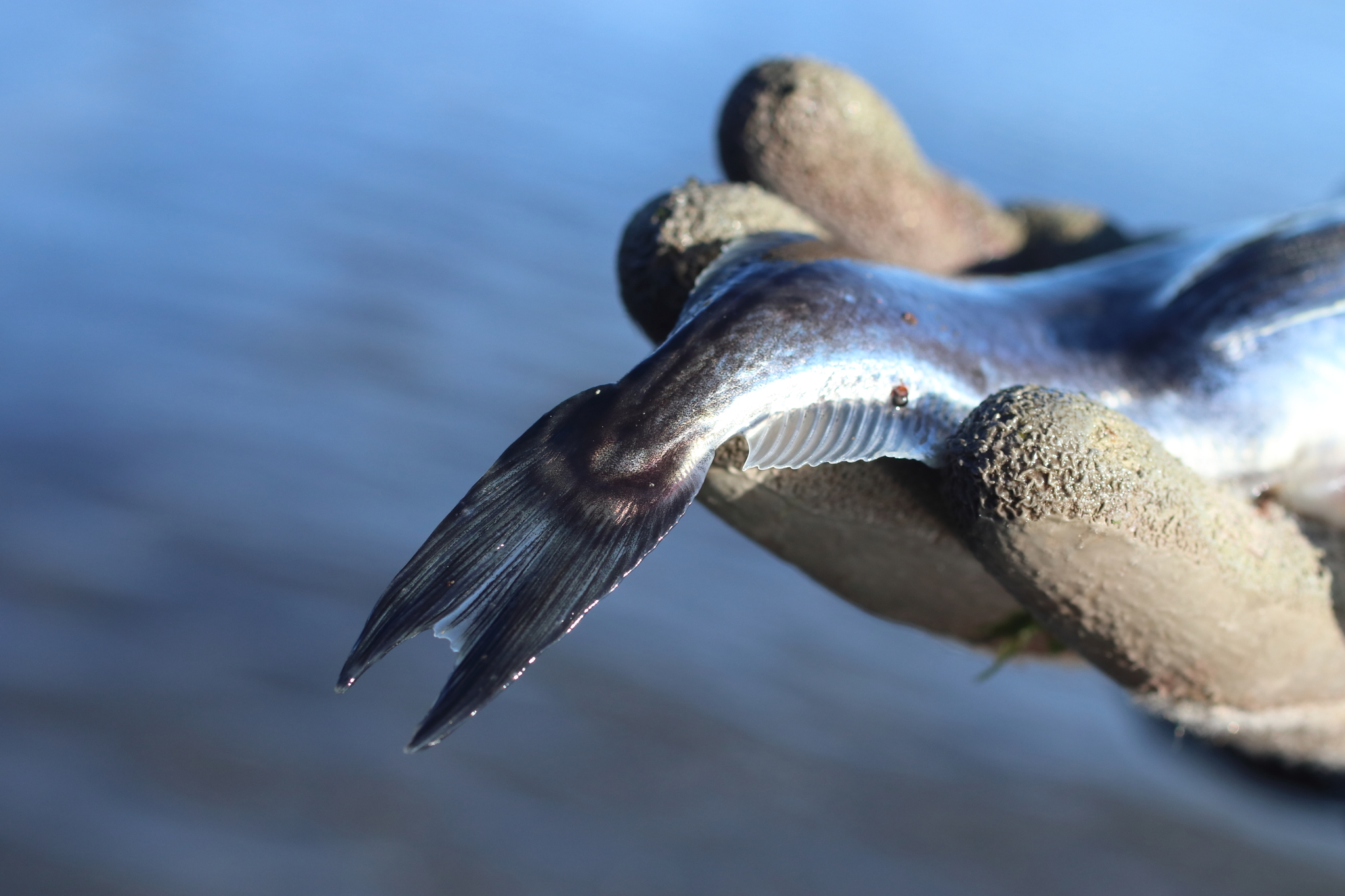 Trichodon trichodon (Tilesius, 1813)