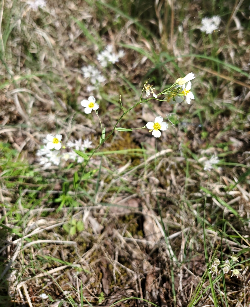 White Bladderpod in April 2022 by Eric Keith · iNaturalist