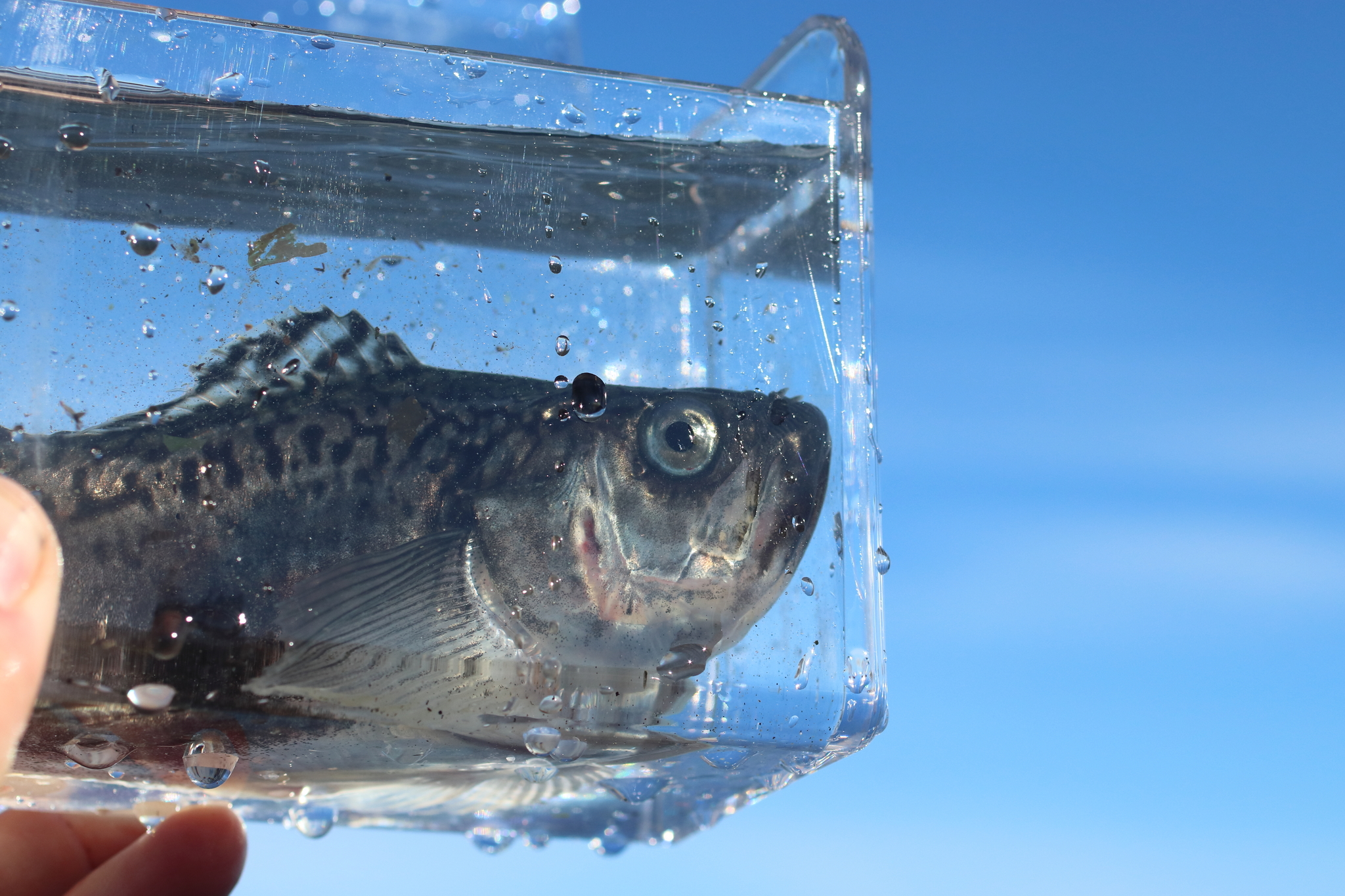 Trichodon trichodon (Tilesius, 1813)