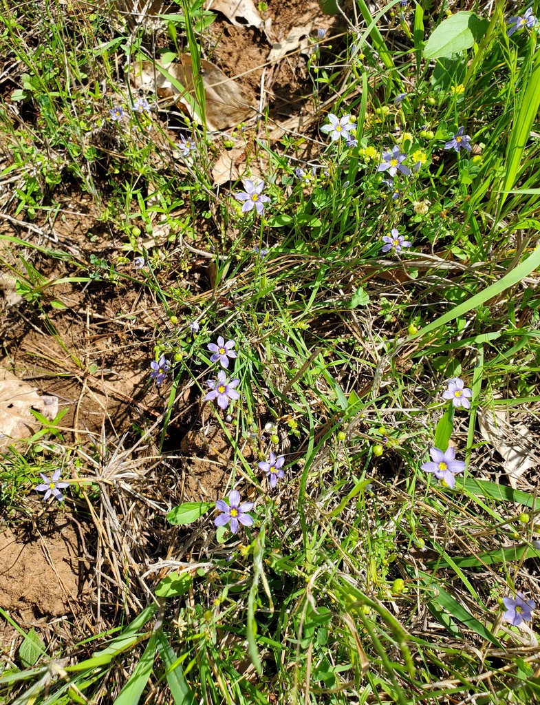 blue-eyed grasses in April 2022 by Eric Keith. Keith 1461, Weches ...