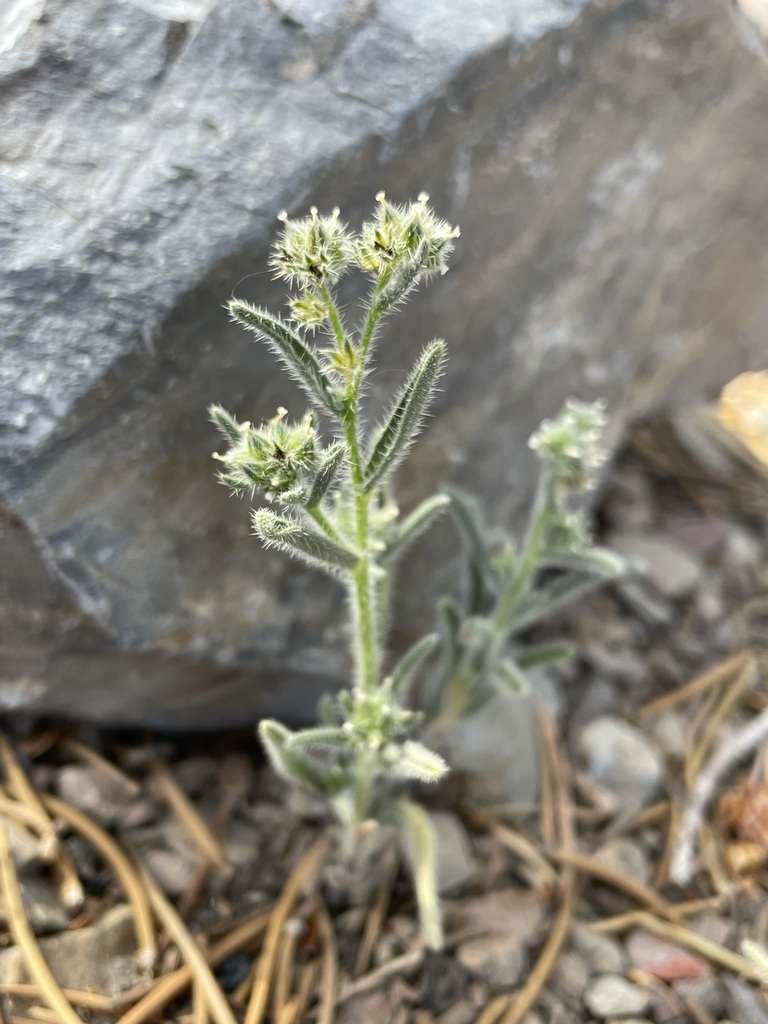 Watson's Cryptantha from Death Valley National Park, Inyo, California ...