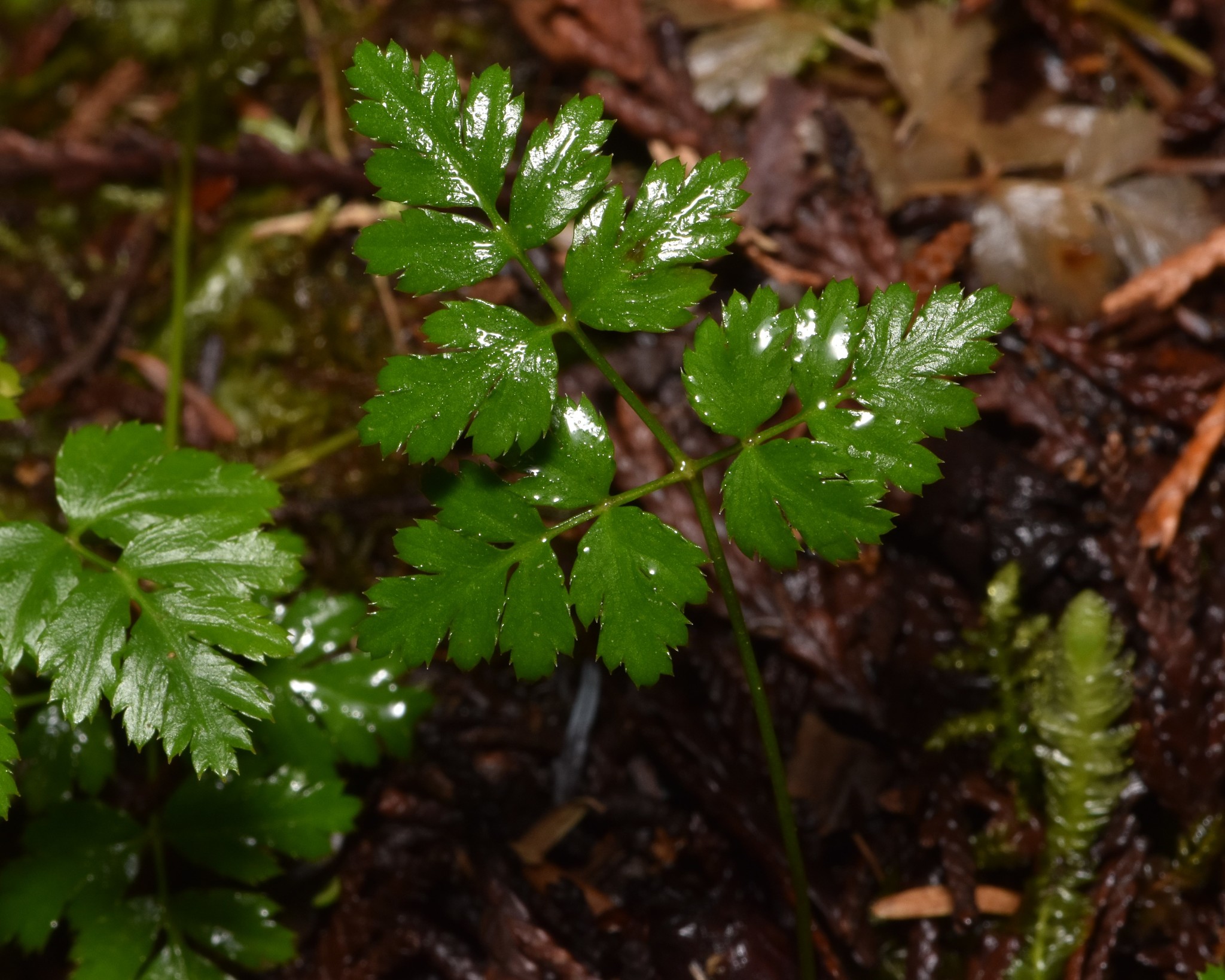 Coptis aspleniifolia Salisb.