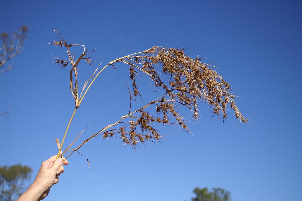 Themeda quadrivalvis (Alien Grasses of South Africa) · iNaturalist