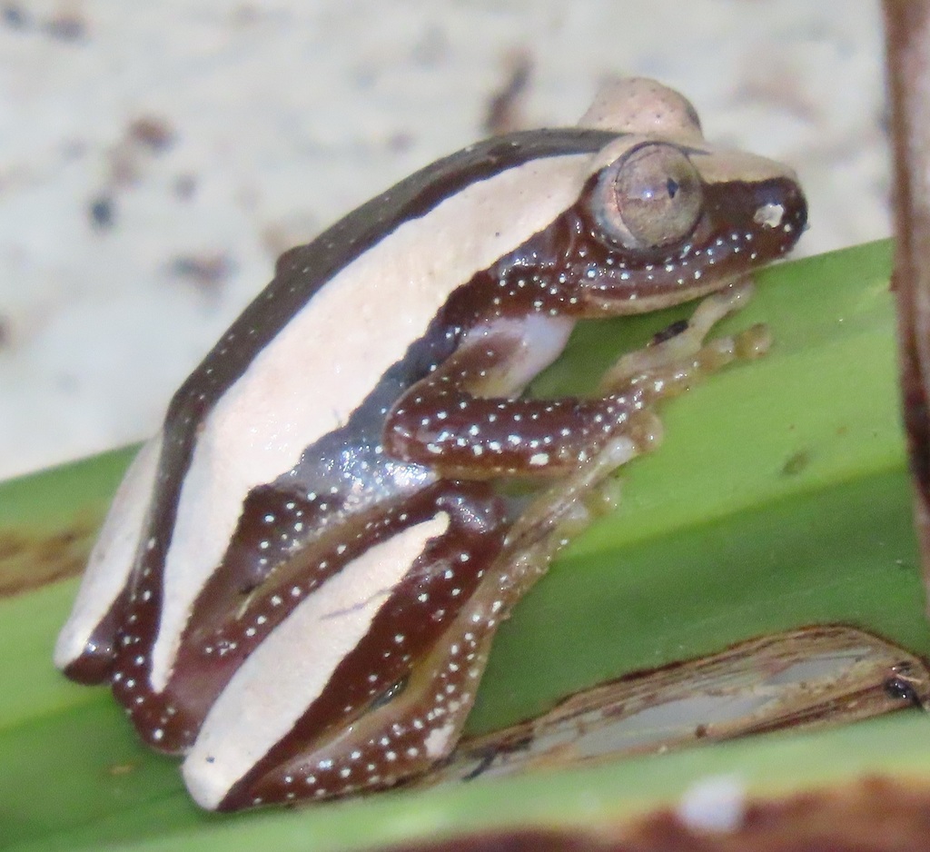 Fornasini's Spiny Reed Frog from St Lucia 1 on May 20, 2022 at 04:15 PM ...