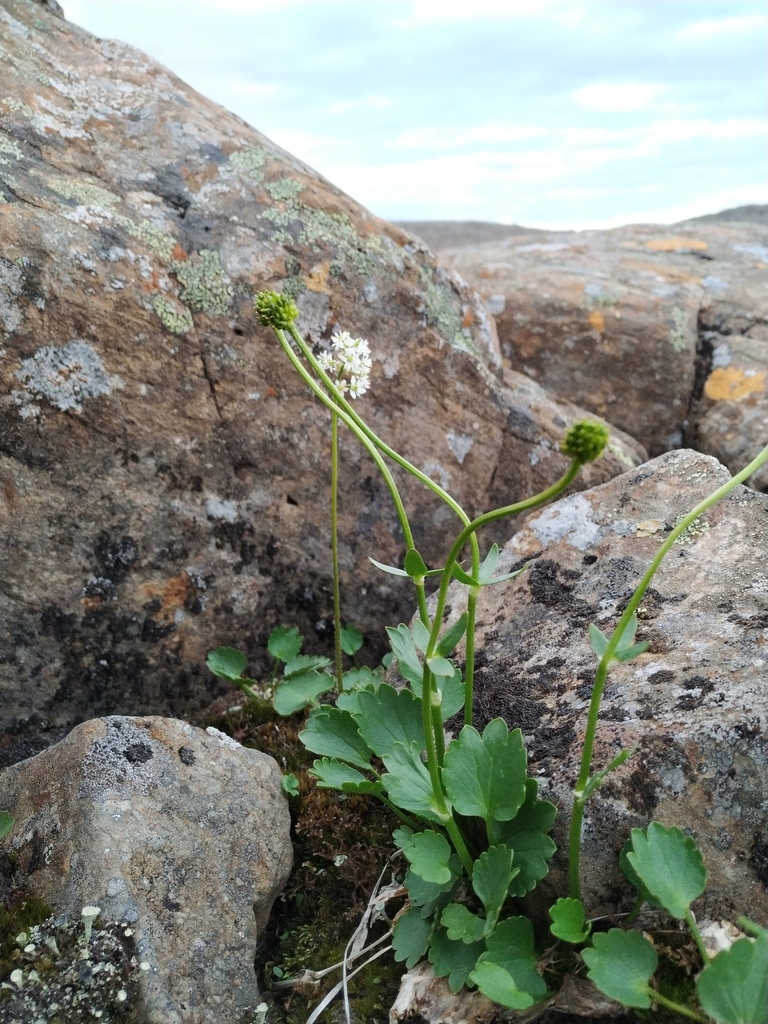 Sulphur Buttercup from тундры на плато (кордон заповедника - верховья р ...
