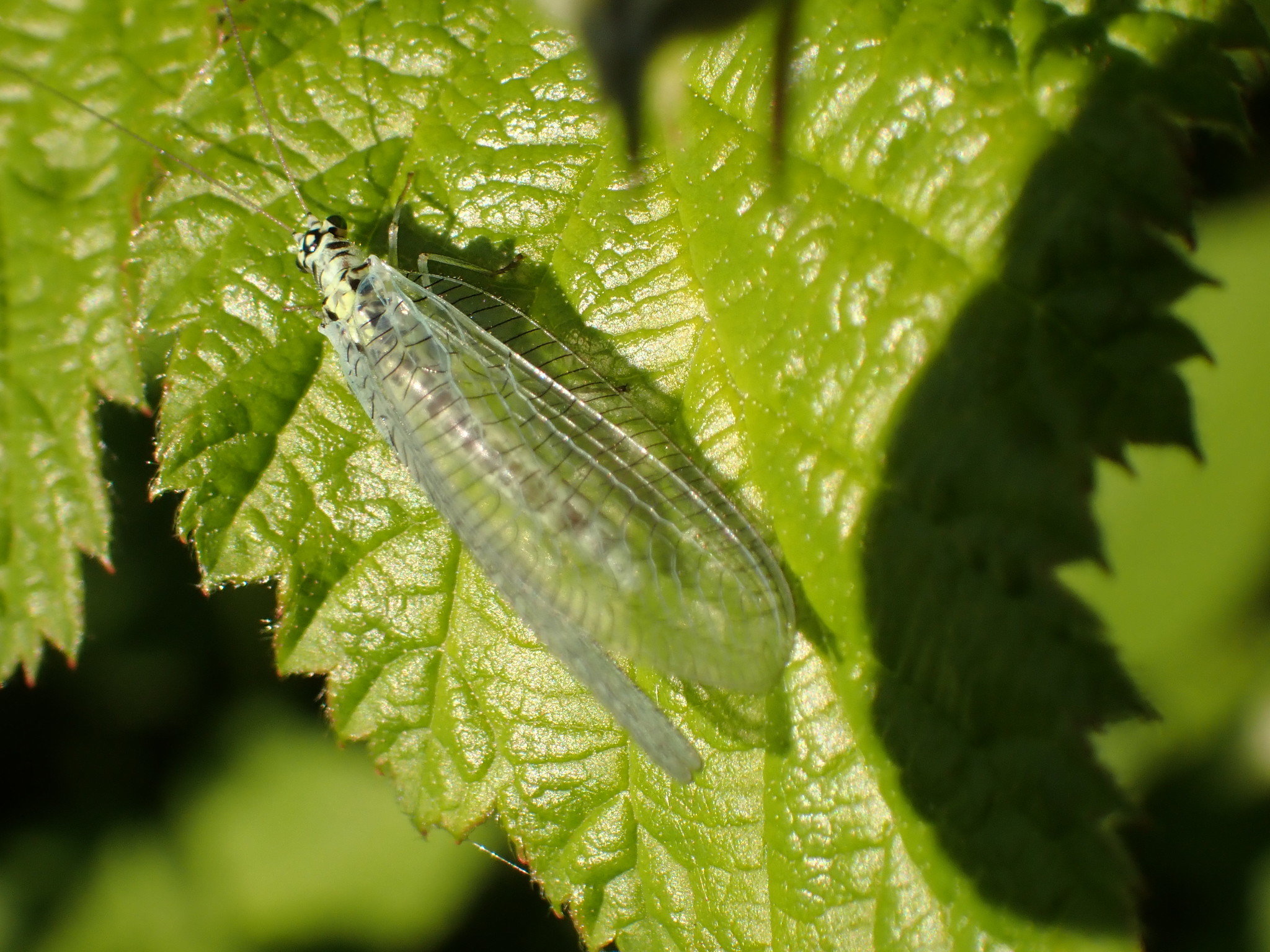Chrysopa perla (Linnaeus, 1758)