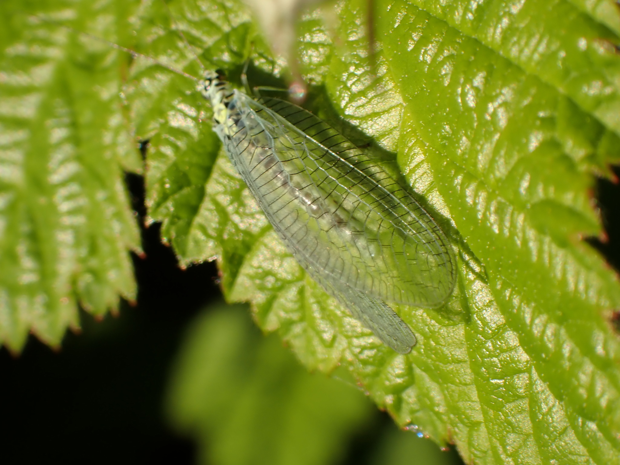 Chrysopa perla (Linnaeus, 1758)