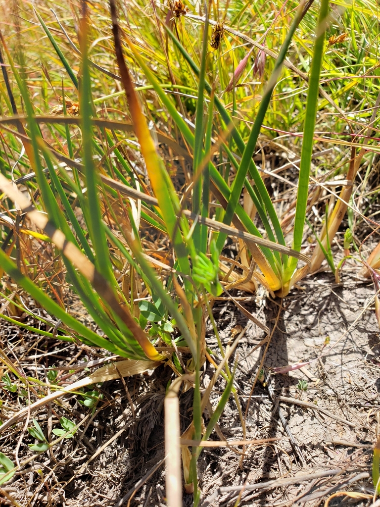 Brown-headed Rush from Año Nuevo State Reserve, San Mateo County, US-CA ...