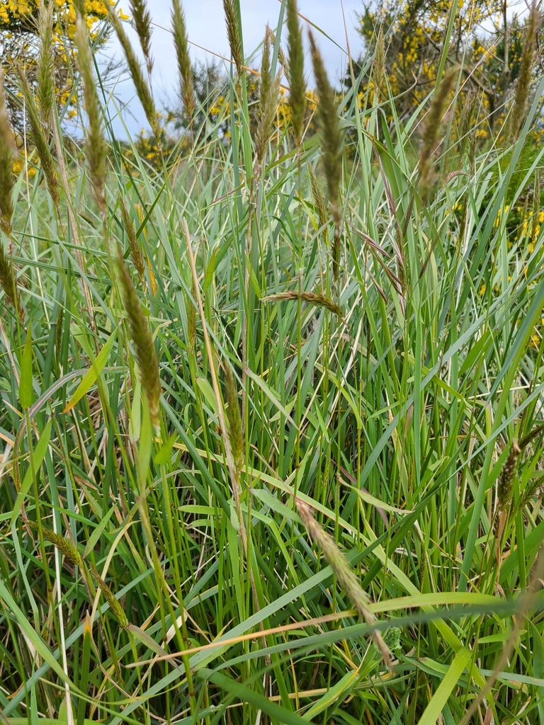 Poeae from Cape Meares, OR 97141, USA on May 20, 2022 at 11:04 AM by ...