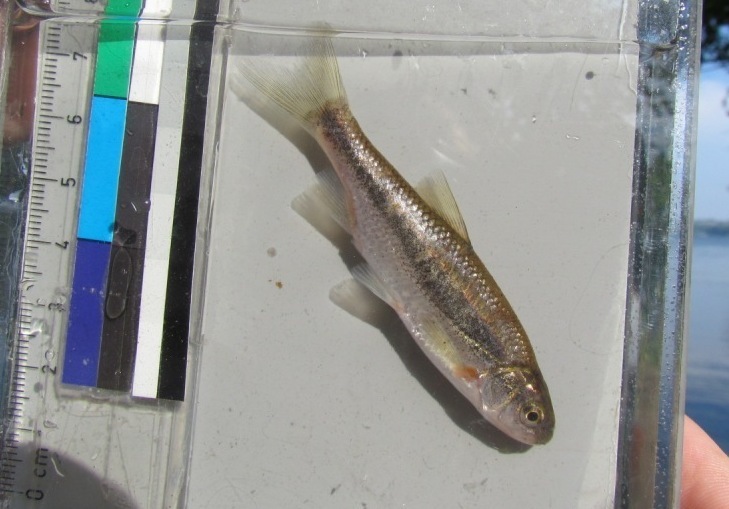 Italian riffle dace from bracciano on June 10, 2015 by Stefano. Some ...