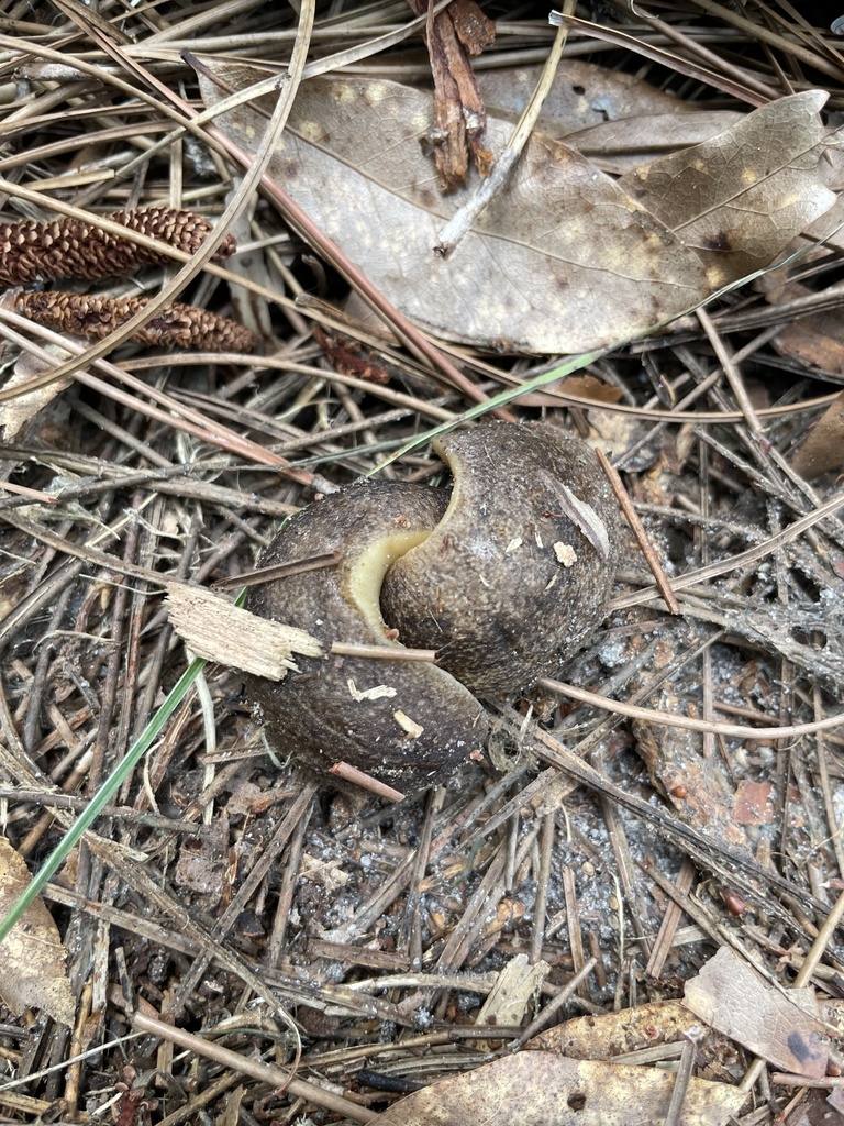 Florida Leatherleaf Slug from Mahan Dr, Jacksonville, FL, US on May 18 ...