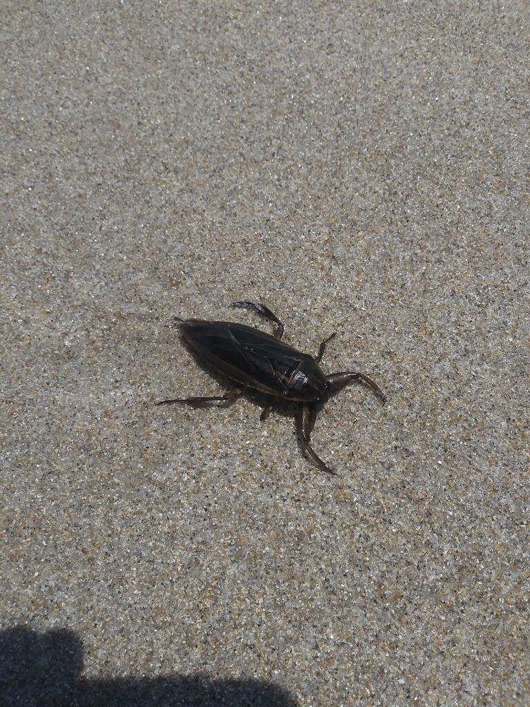 Uhler's Giant Water Bug from Brevard County, FL, USA on May 18, 2022 at ...