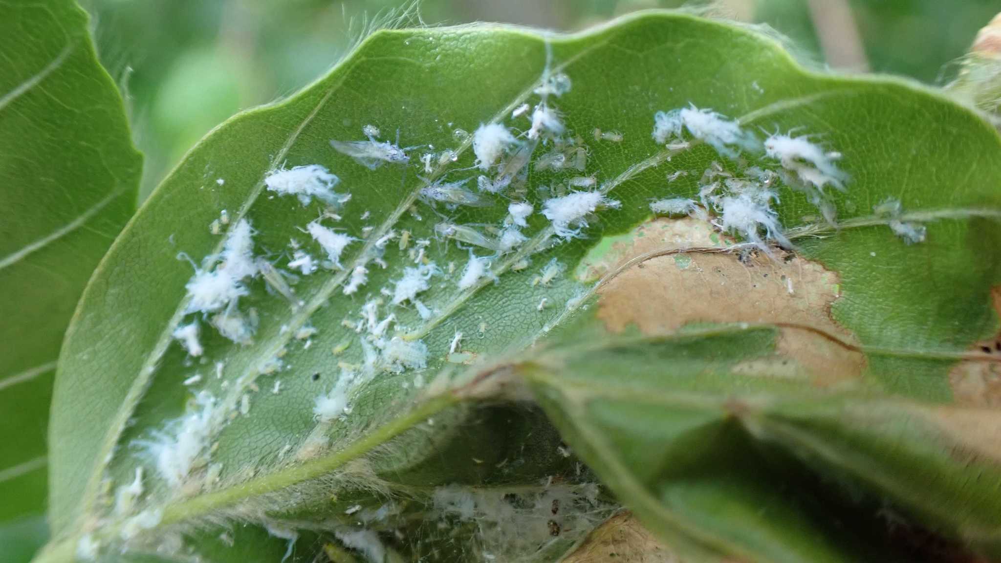 Phyllaphis fagi (Linnaeus, 1761)