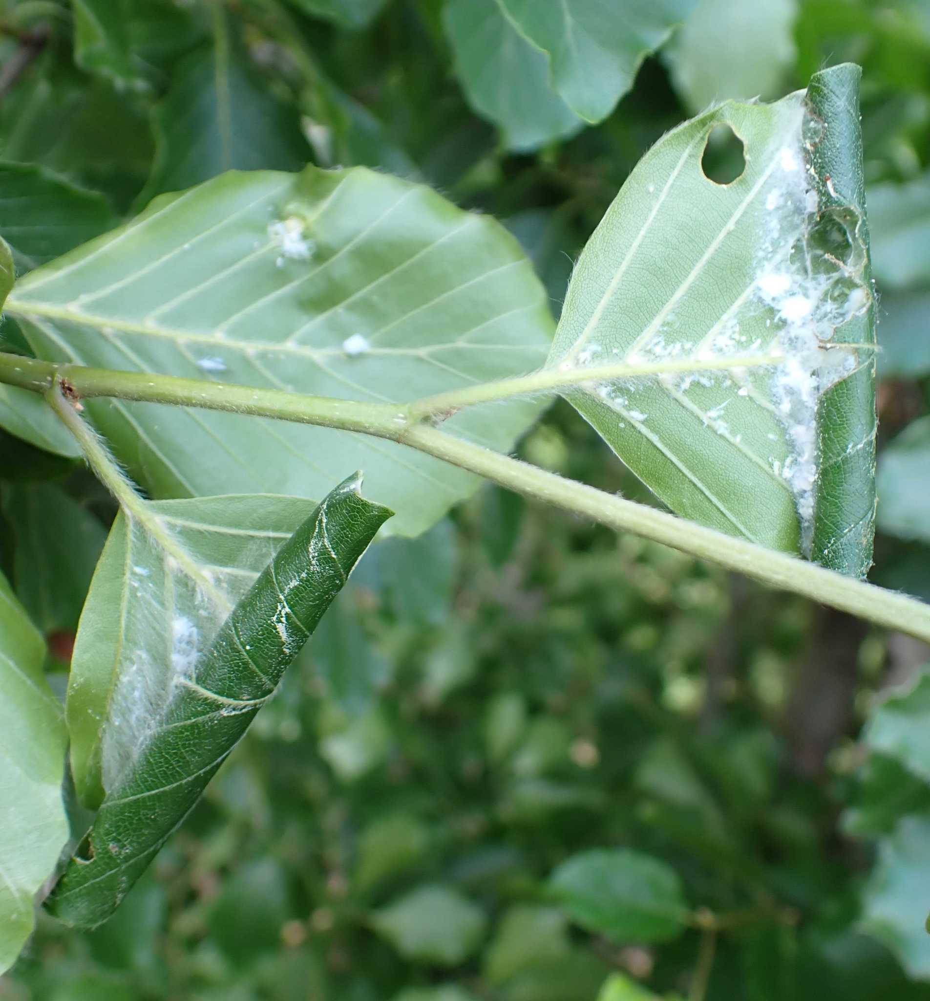 Phyllaphis fagi (Linnaeus, 1761)