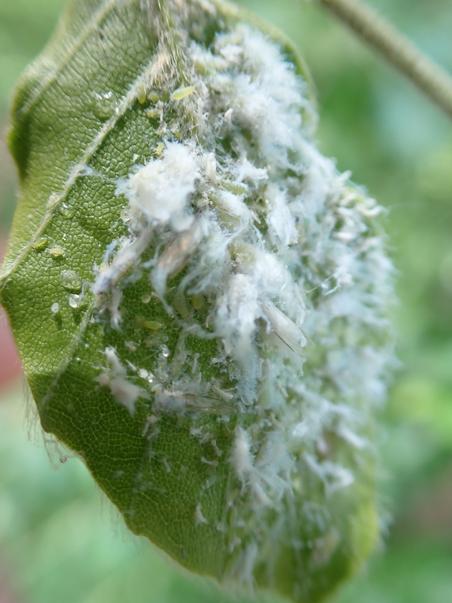 Phyllaphis fagi (Linnaeus, 1761)