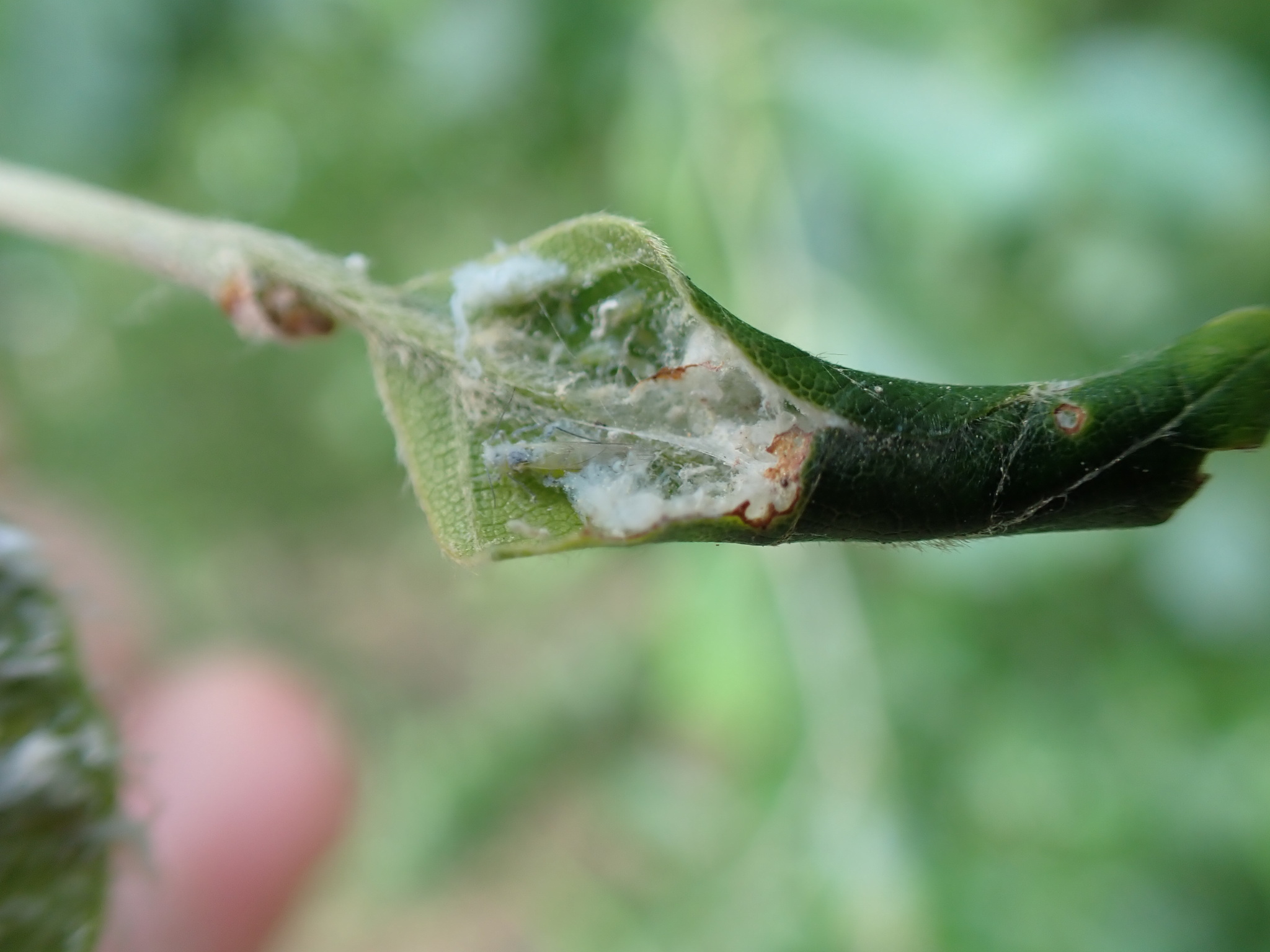 Phyllaphis fagi (Linnaeus, 1761)