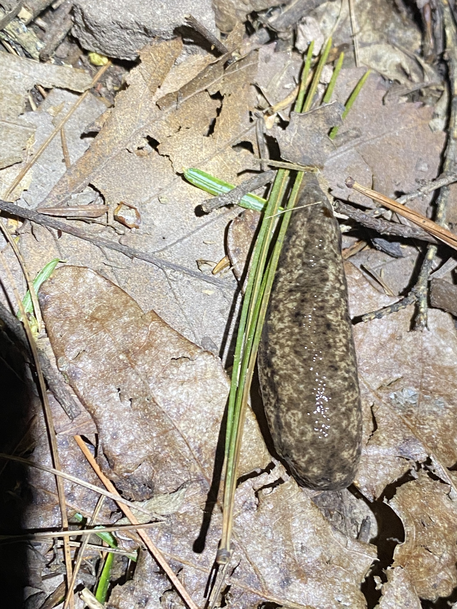 Philomycus togatus (A.Gould, 1841)