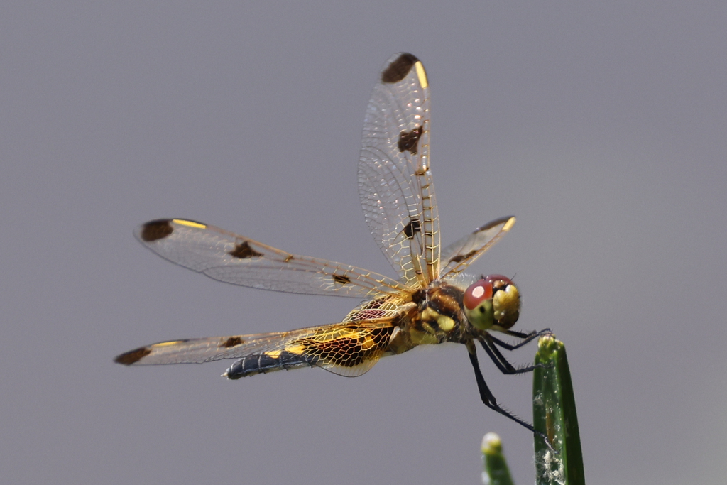 Calico Pennant from Louisa County, VA, USA on May 20, 2022 at 03:23 PM ...