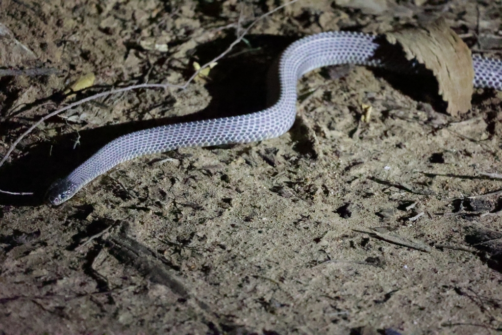Cape File Snake from Zakouma, Chad on May 19, 2022 at 10:53 PM by ...