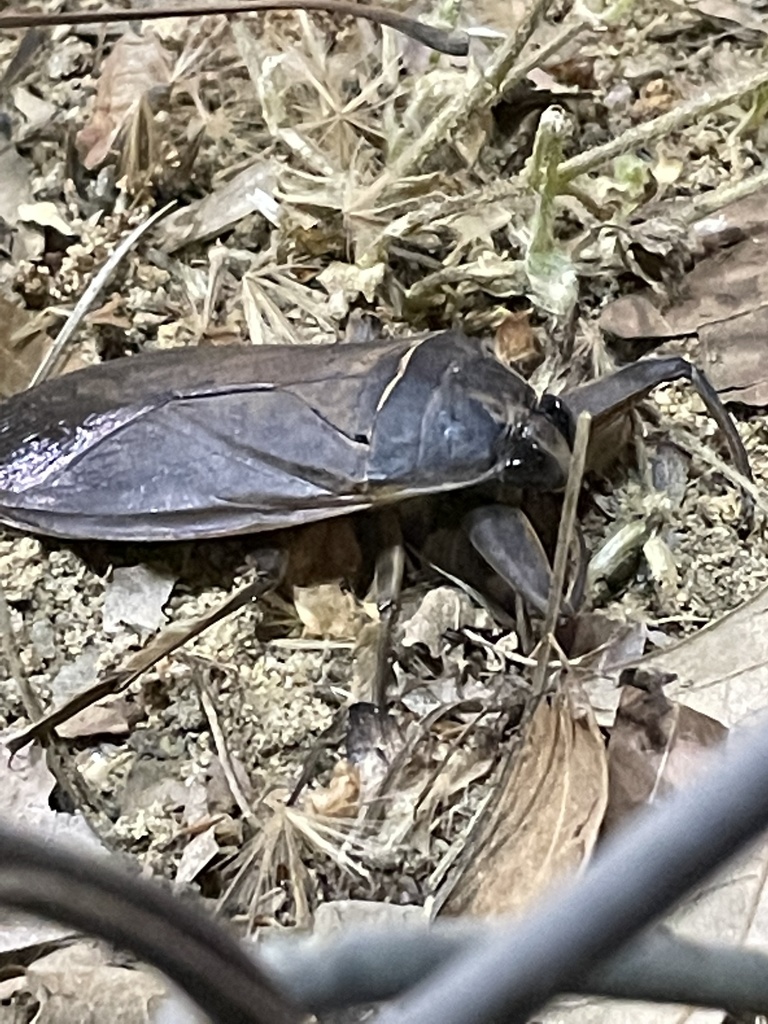 Eastern Toe-biter from Rock Ridge School Rd, Sims, NC, US on April 05 ...