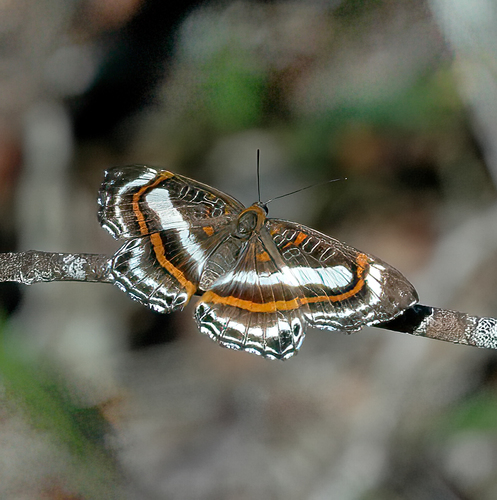 Synargis victrix · iNaturalist United Kingdom