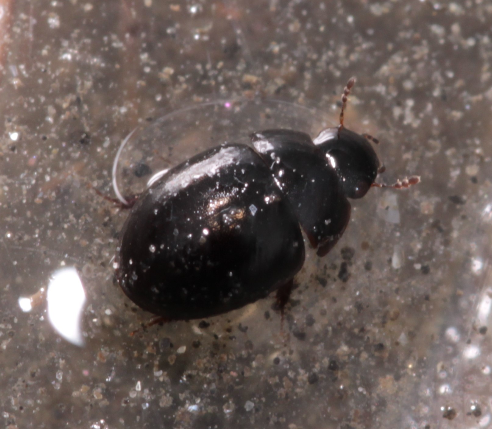 Coelostoma orbiculare (Fabricius, 1775)