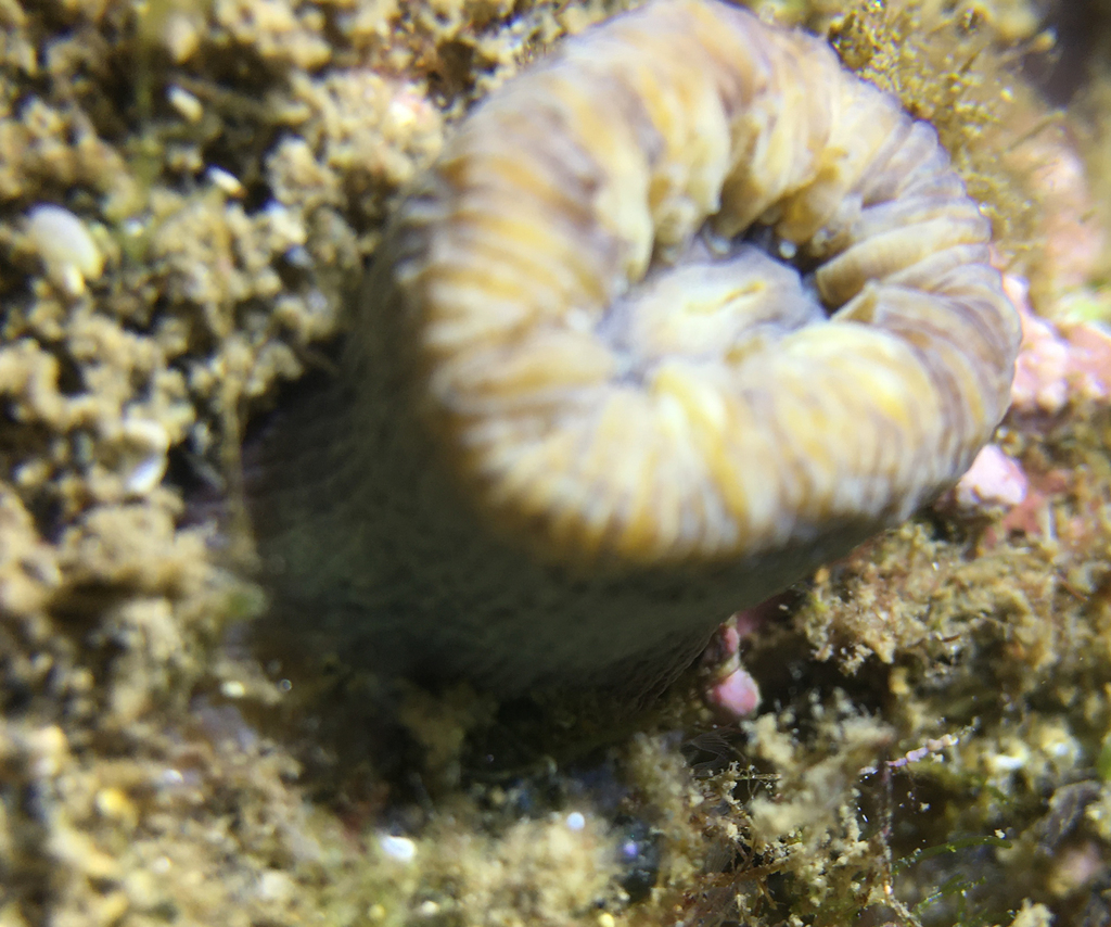 Pig-tooth Coral from Girona, Cataluña, Spain on June 30, 2020 at 09:26 ...