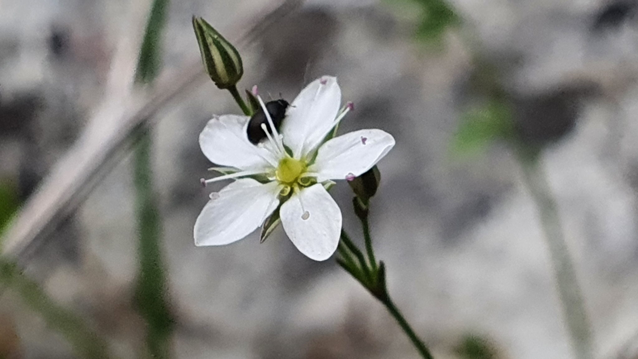 Minuartia setacea (Thuill.) Hayek