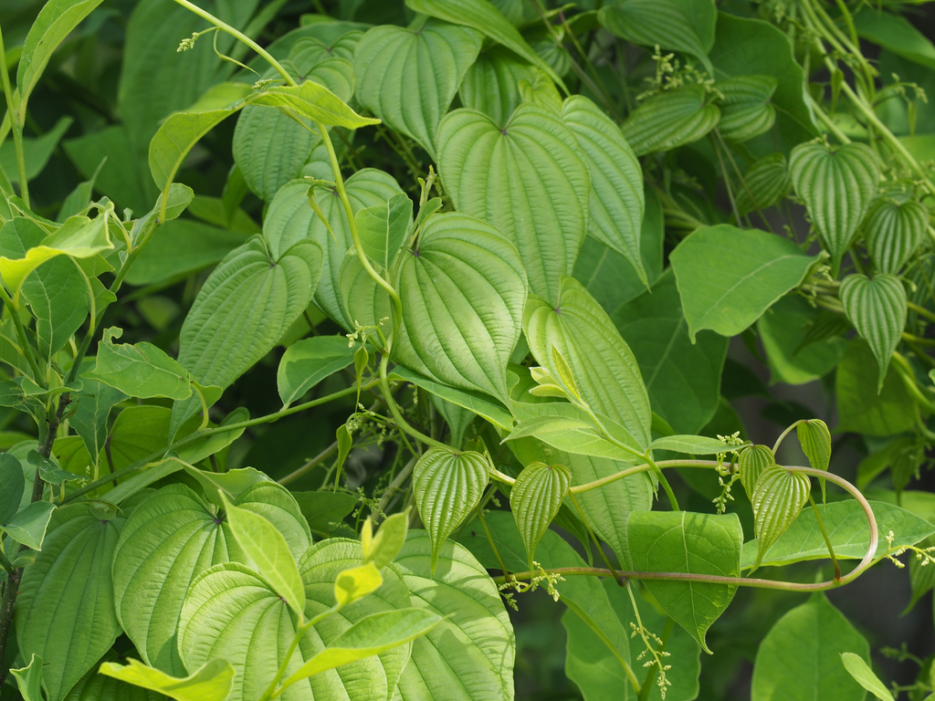 wild yam from Woodbridge, VA 22191, USA on May 20, 2022 at 11:05 AM by ...