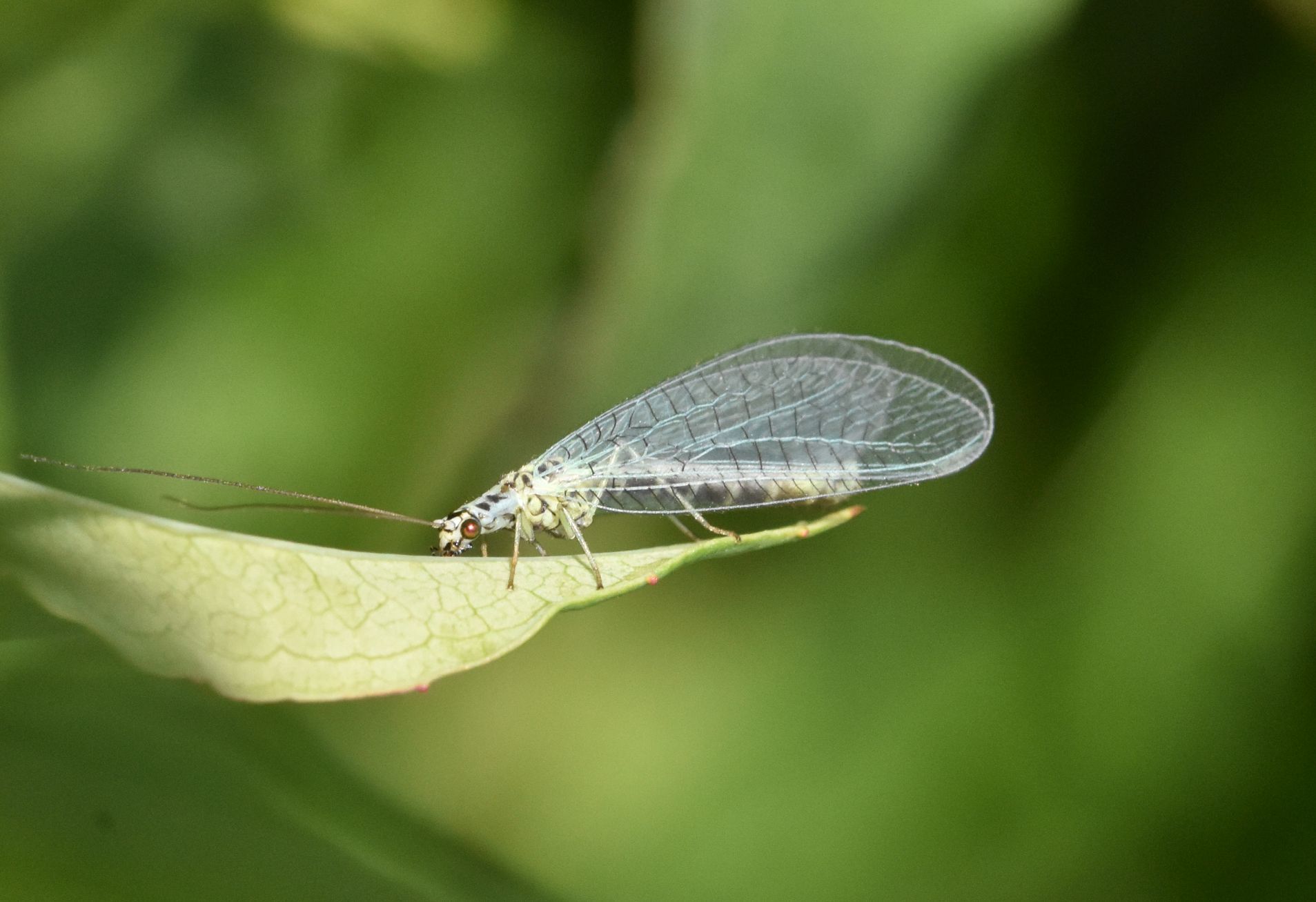 Chrysopa perla (Linnaeus, 1758)