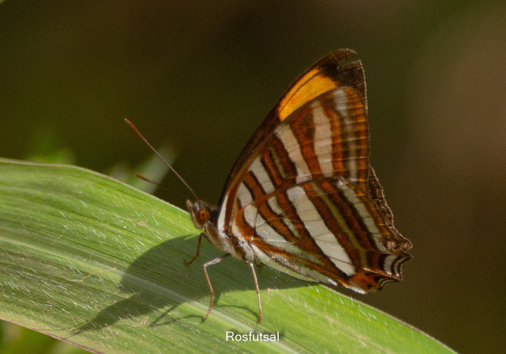 Adelpha syma from Domingos Martins, ES, 29260-000, Brasil on February ...